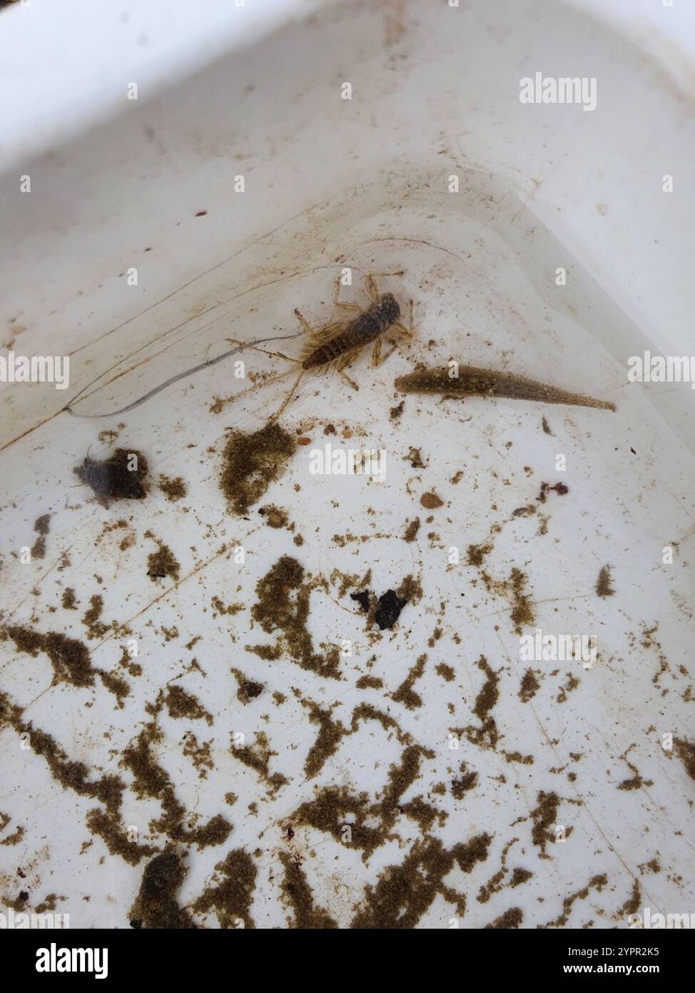 Stream Mayflies (Heptageniidae Stock Photo - Alamy