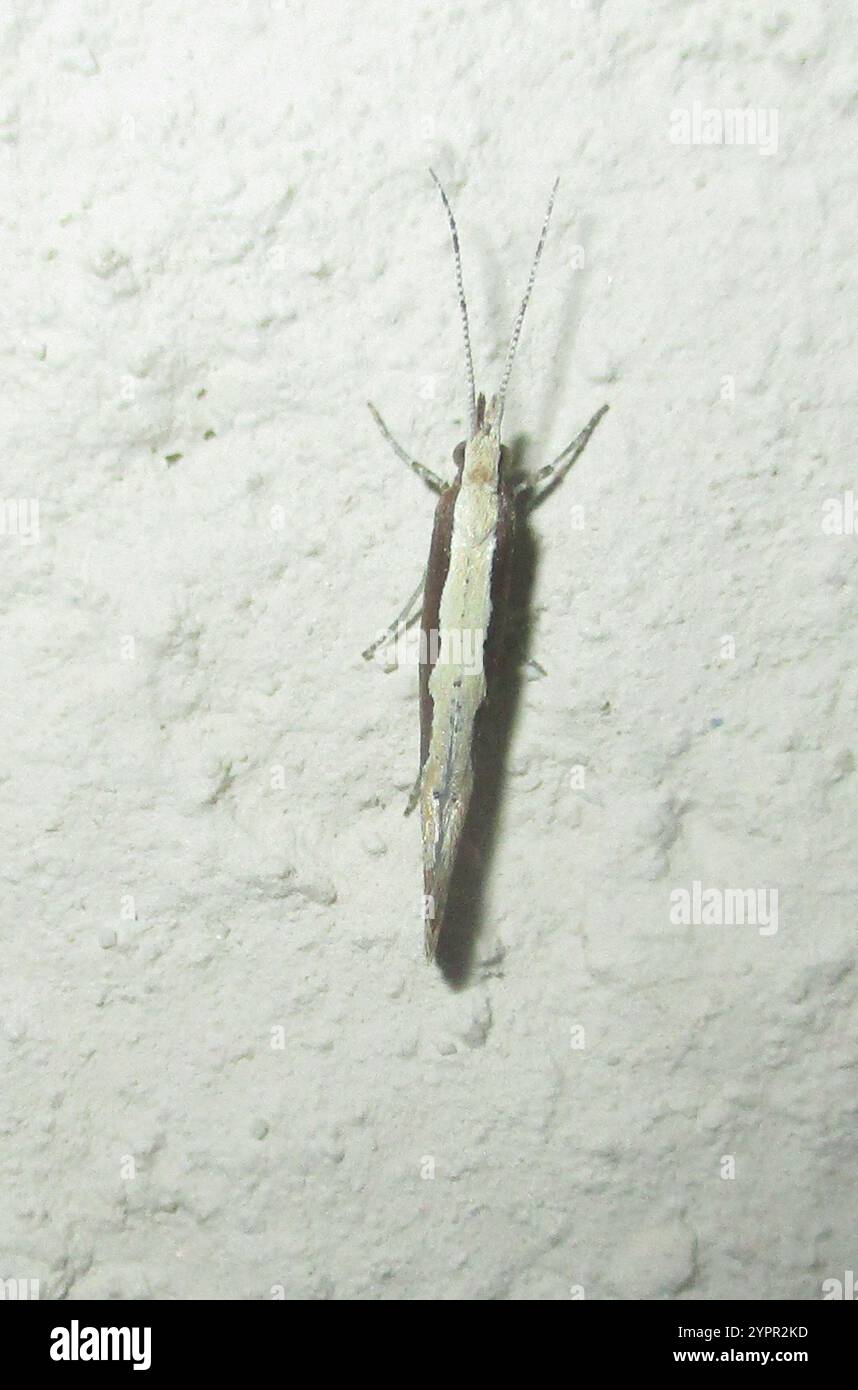 Diamondback Moth (Plutella xylostella Stock Photo - Alamy