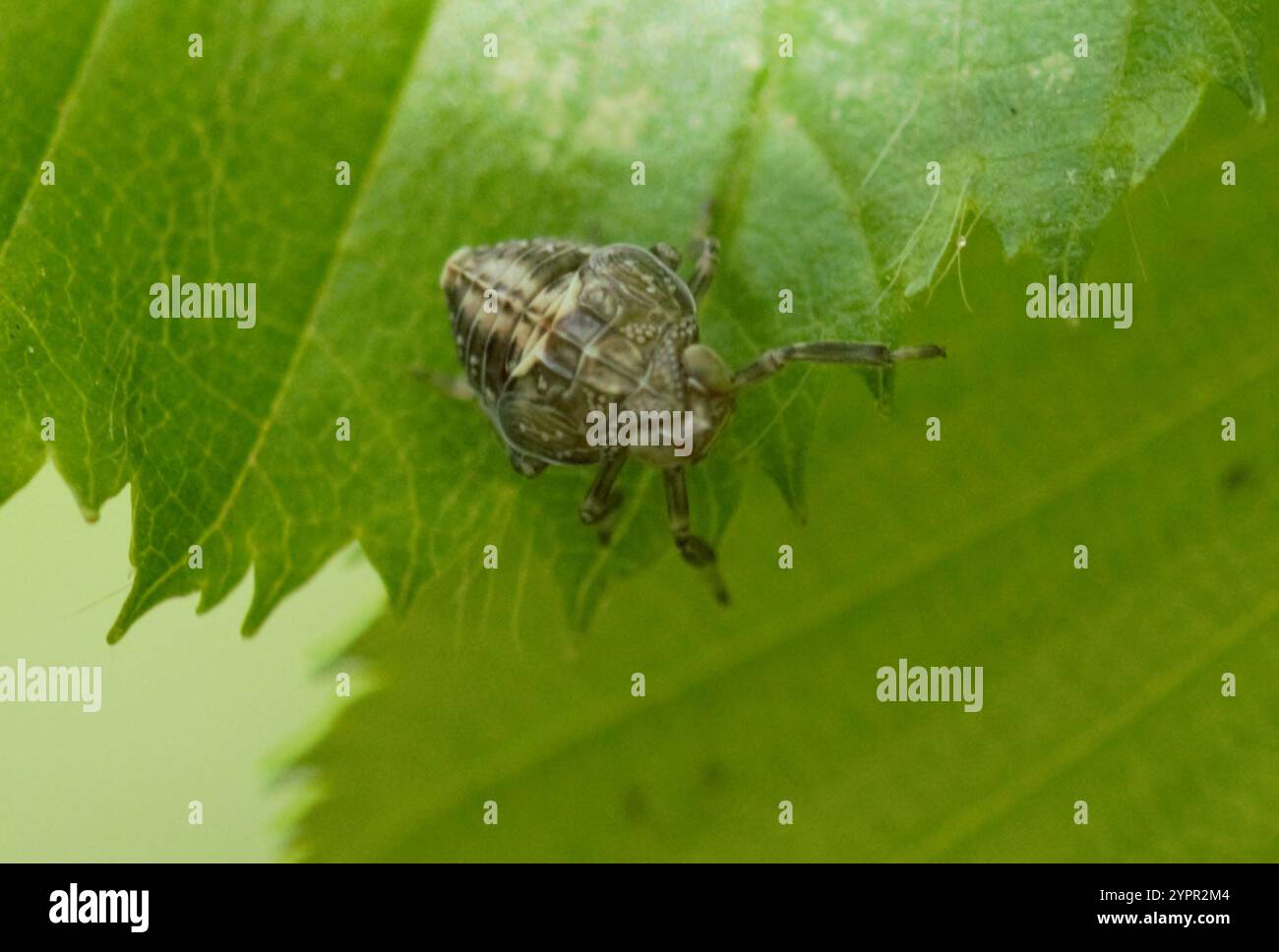 True Hoppers (Auchenorrhyncha Stock Photo - Alamy