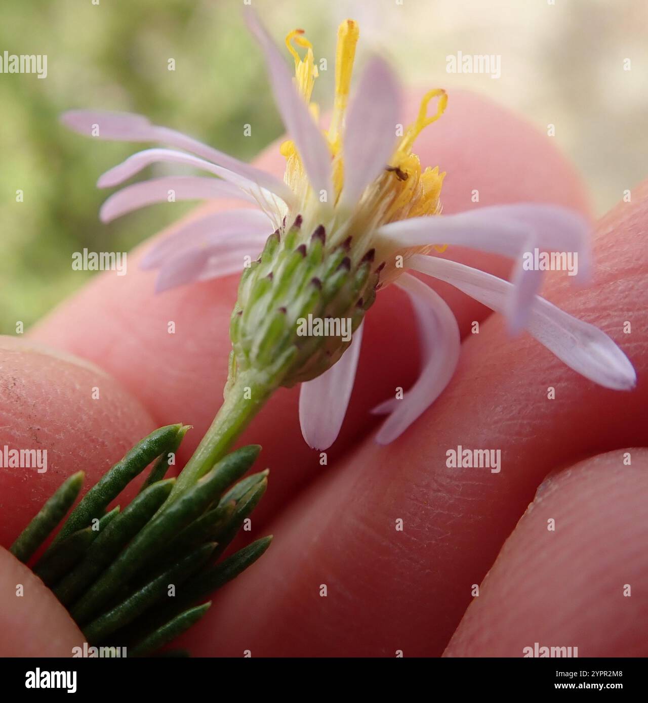 Fine Felicia (Felicia filifolia Stock Photo - Alamy