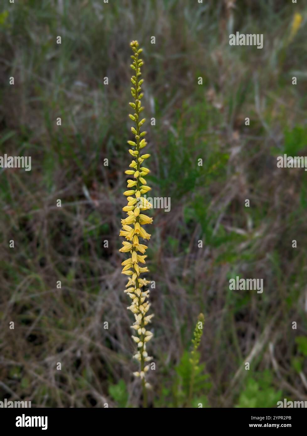 Aletris lutea hi-res stock photography and images - Alamy