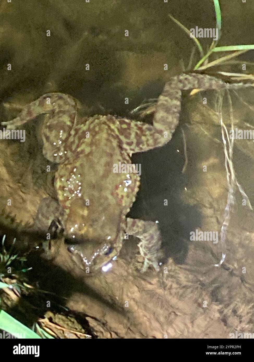 Himalayan Toad (Duttaphrynus himalayanus Stock Photo - Alamy