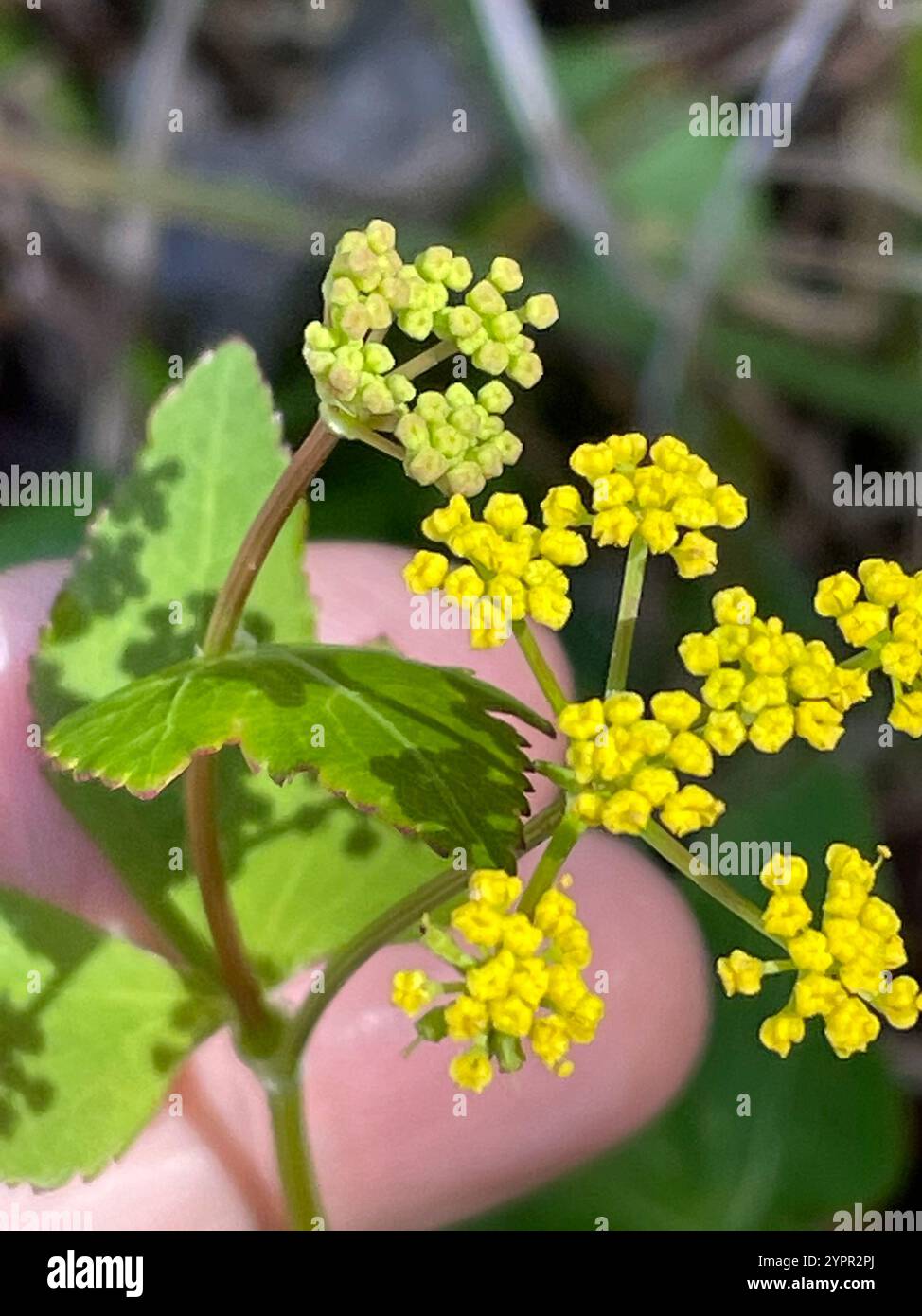 heart-leaf golden Alexanders (Zizia aptera Stock Photo - Alamy