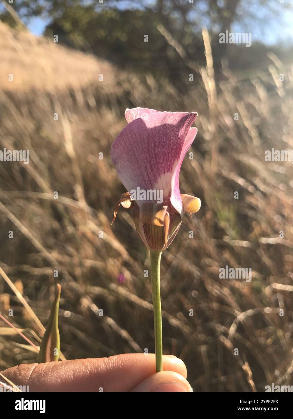 clay mariposa lily (Calochortus argillosus Stock Photo - Alamy