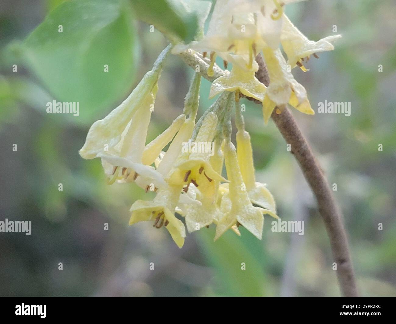 autumn olive (Elaeagnus umbellata Stock Photo - Alamy