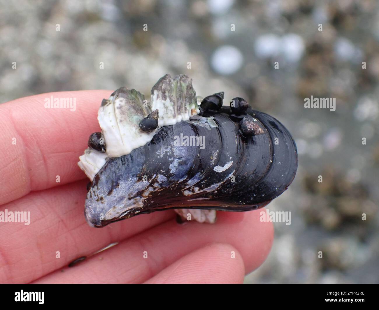 Blue Mussel Complex (Mytilus edulis Stock Photo - Alamy