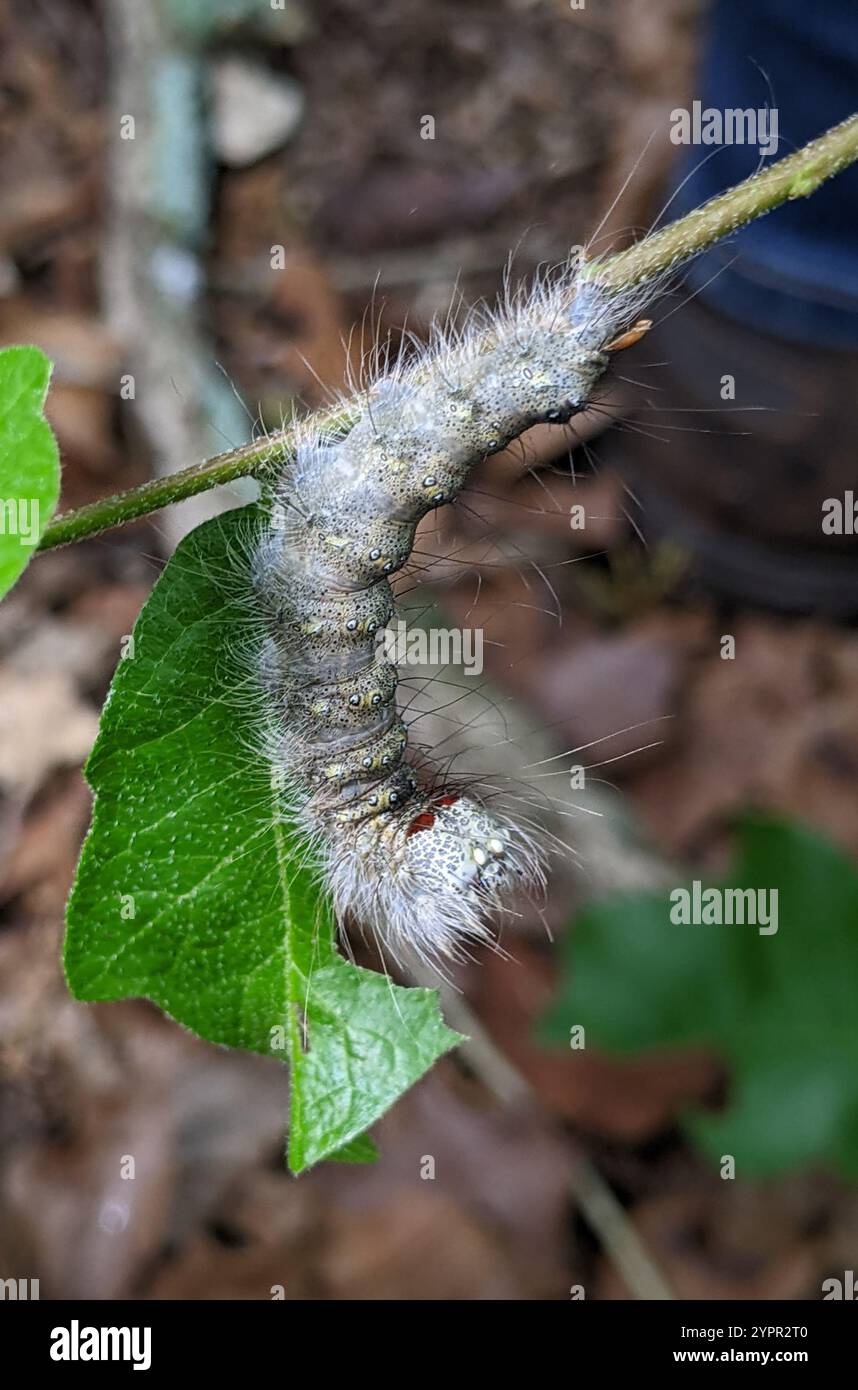 Greater Oak Dagger (Acronicta lobeliae Stock Photo - Alamy