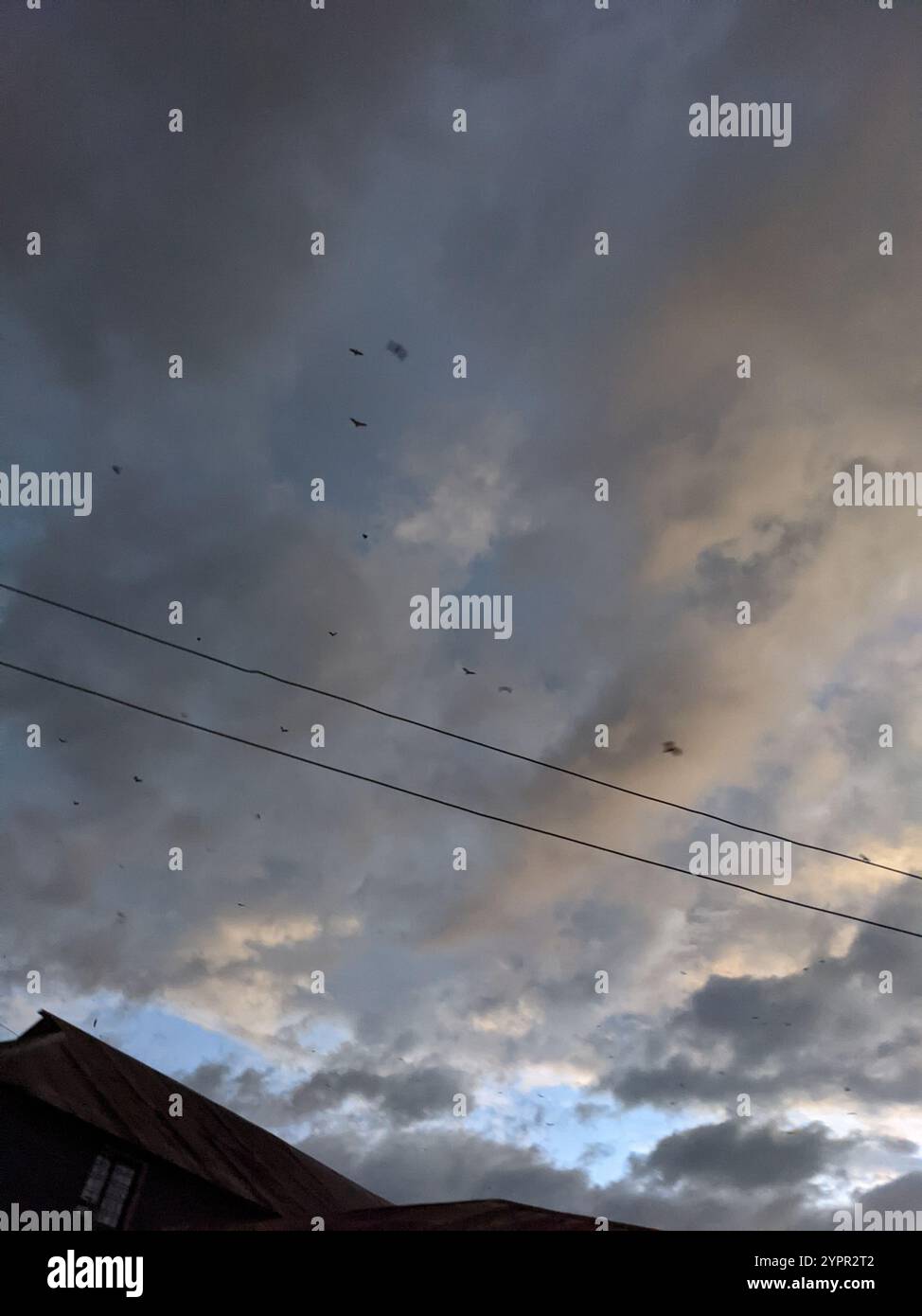 Straw-coloured Fruit Bat (Eidolon helvum Stock Photo - Alamy