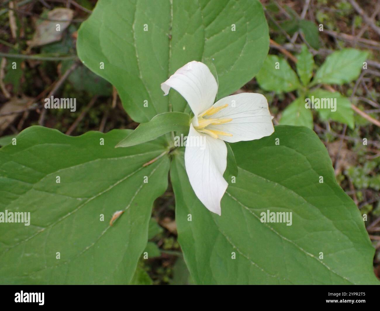 Pacific trillium (Trillium ovatum Stock Photo - Alamy