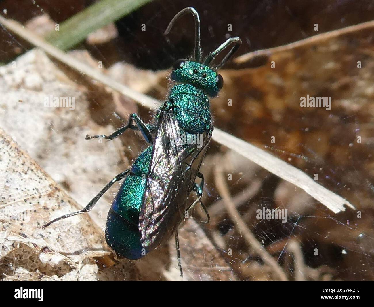 Cuckoo Wasps (Chrysididae Stock Photo - Alamy