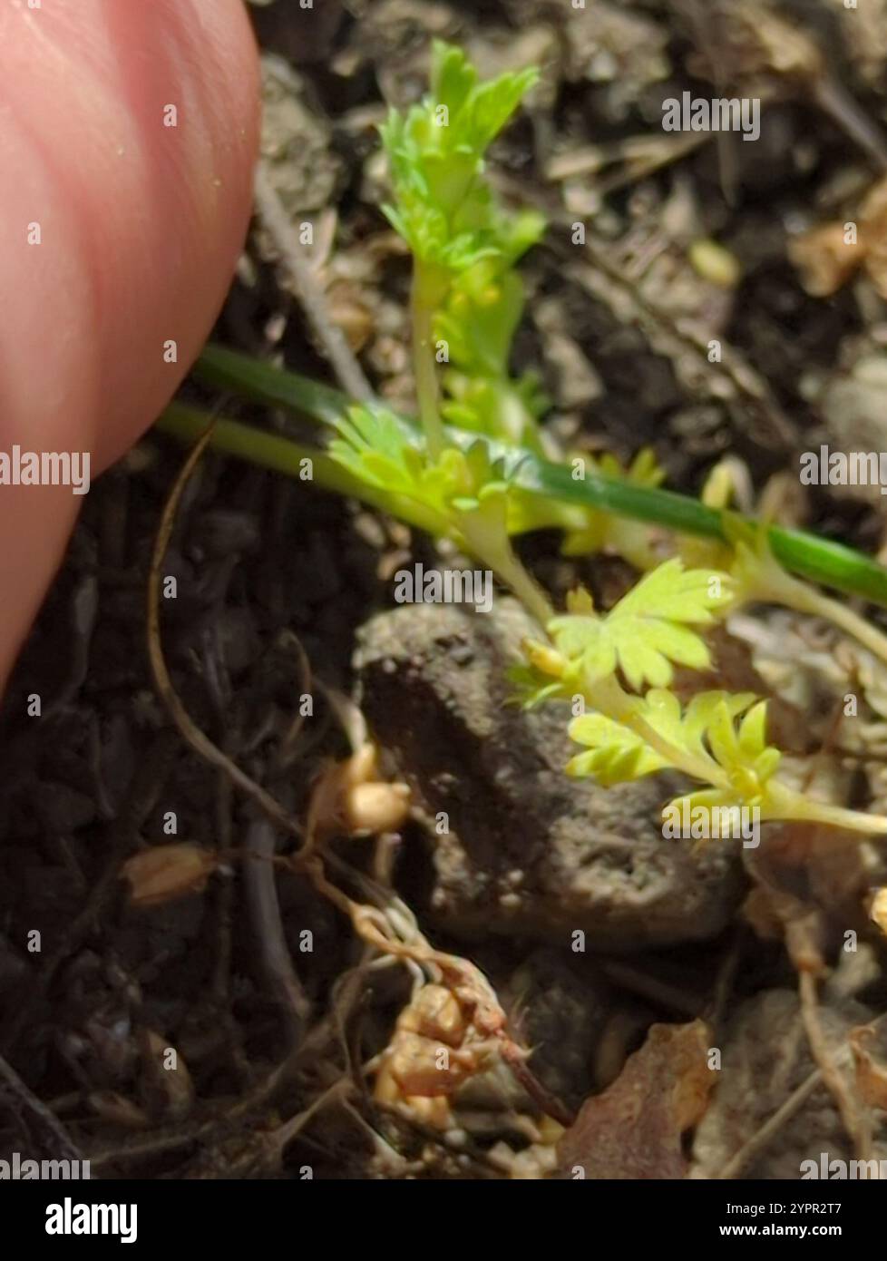 Field Parsley Piert (Alchemilla arvensis Stock Photo - Alamy