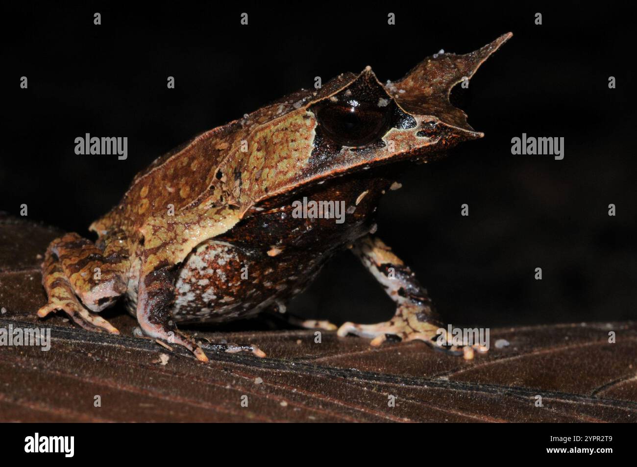 Long-nosed Horned Frog (Pelobatrachus nasutus Stock Photo - Alamy