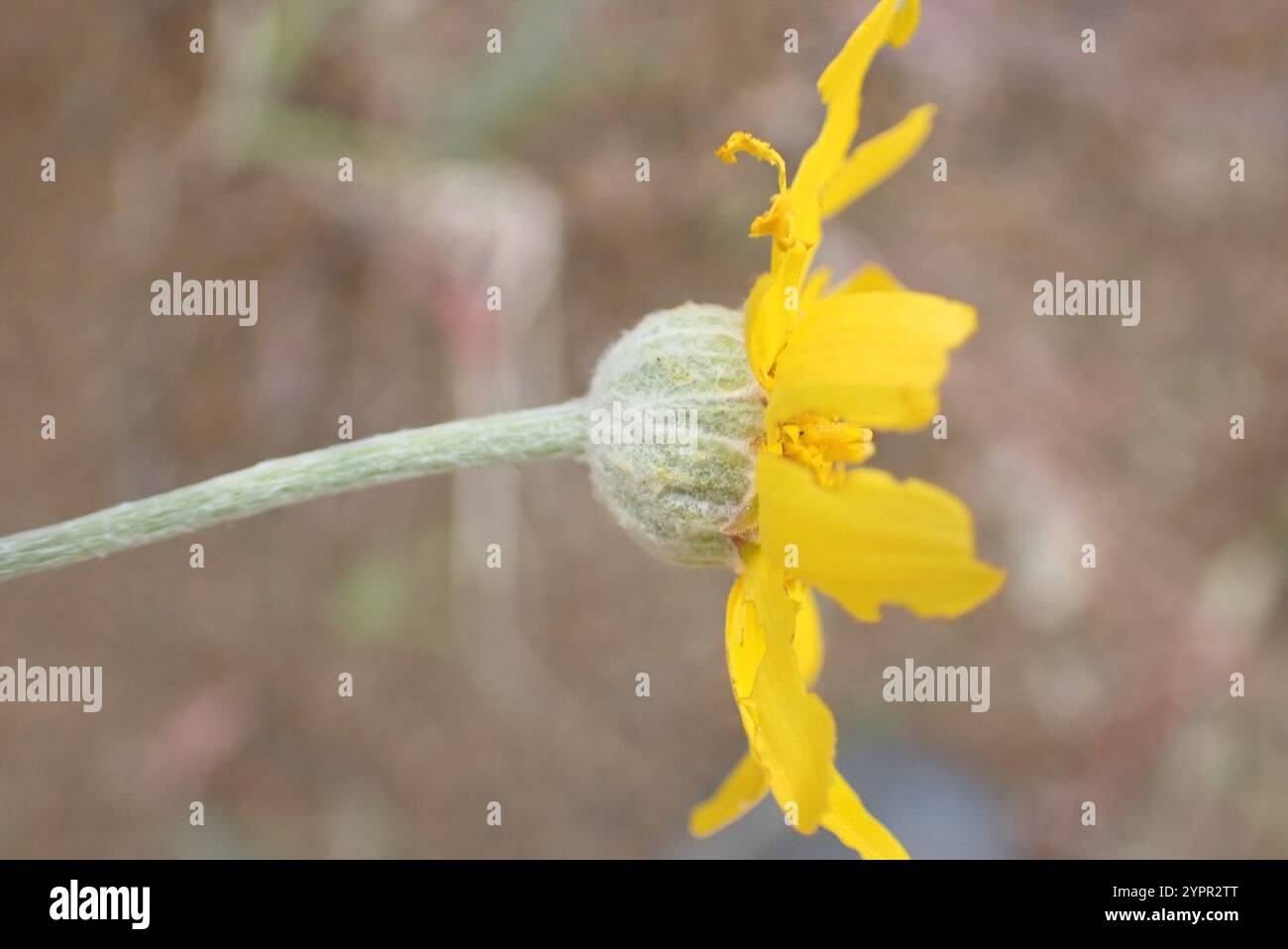 common woolly sunflower (Eriophyllum lanatum Stock Photo - Alamy