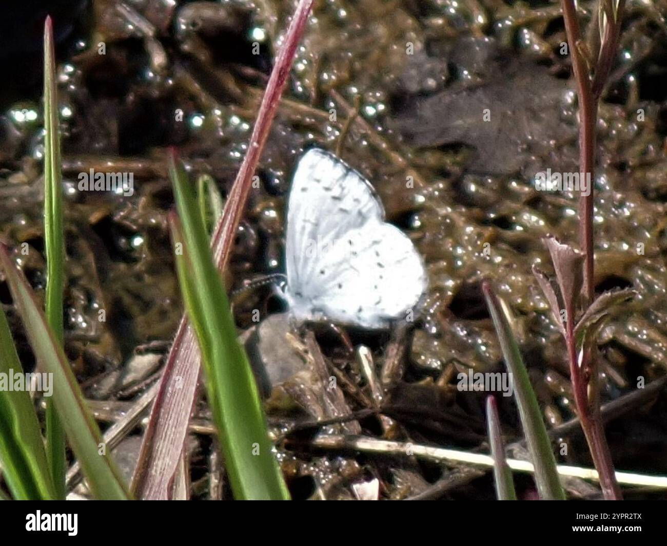 Echo Azure (Celastrina echo Stock Photo - Alamy