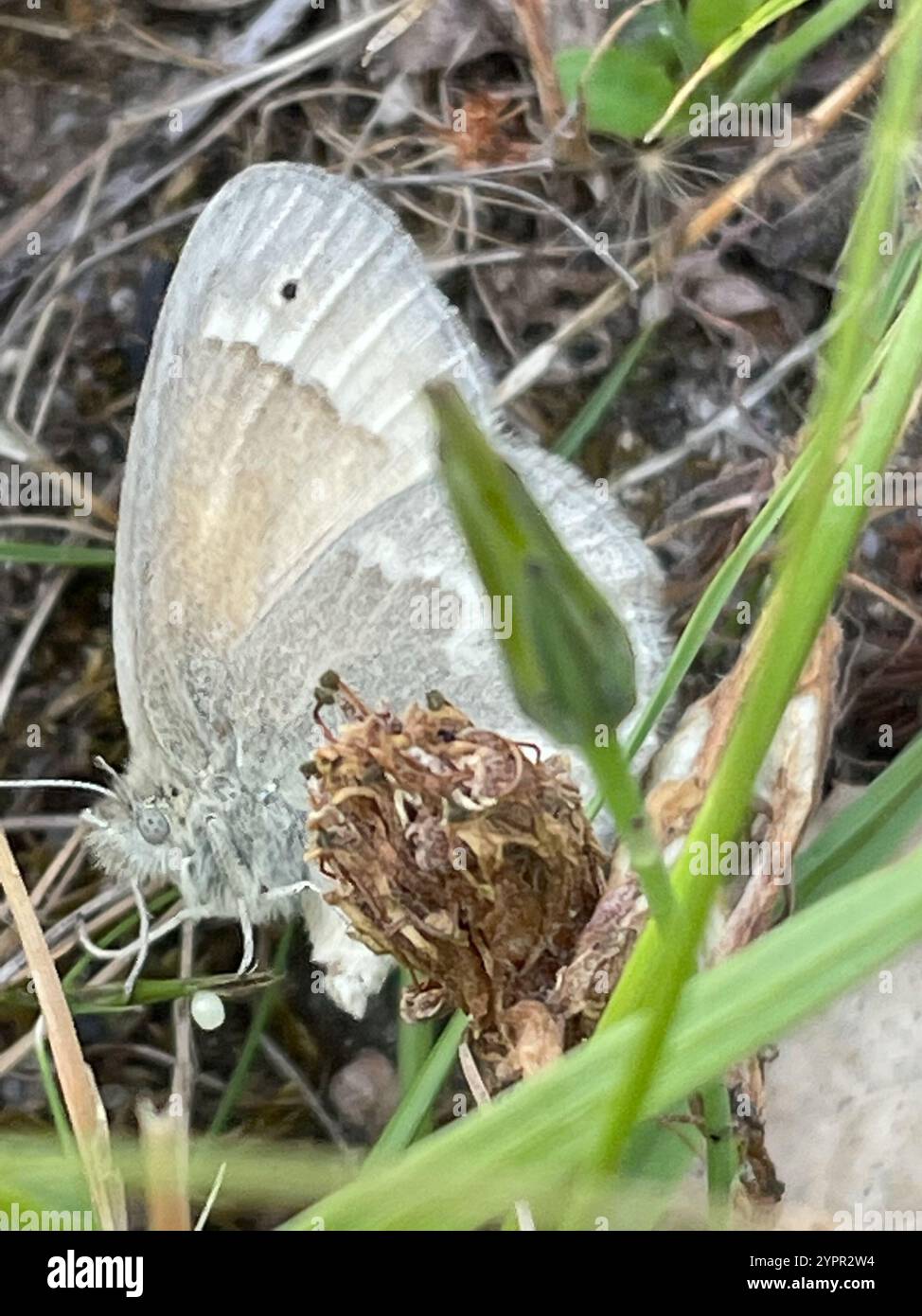 Common Ringlet (Coenonympha california Stock Photo - Alamy