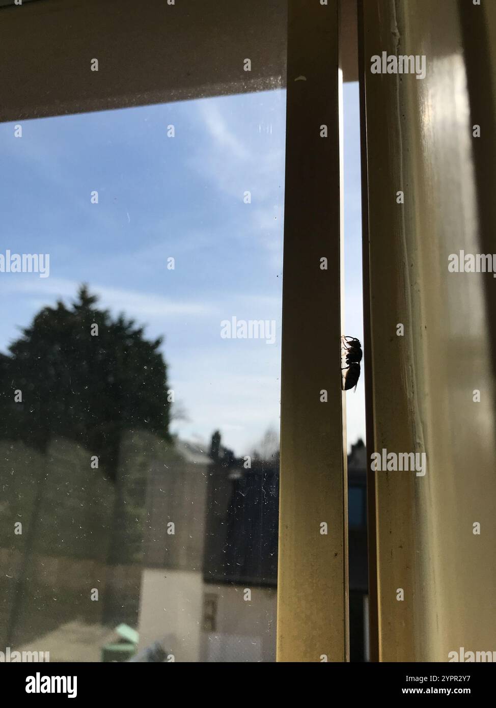 Alaska Yellowjacket (Vespula alascensis Stock Photo - Alamy