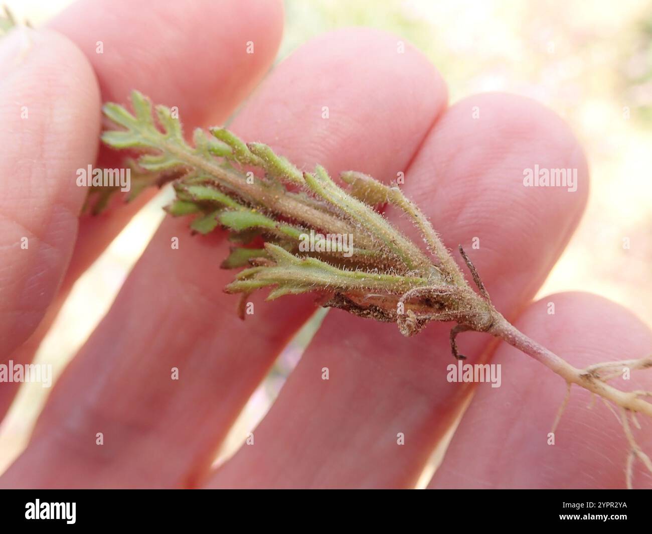 Senecio arenarius hi-res stock photography and images - Alamy