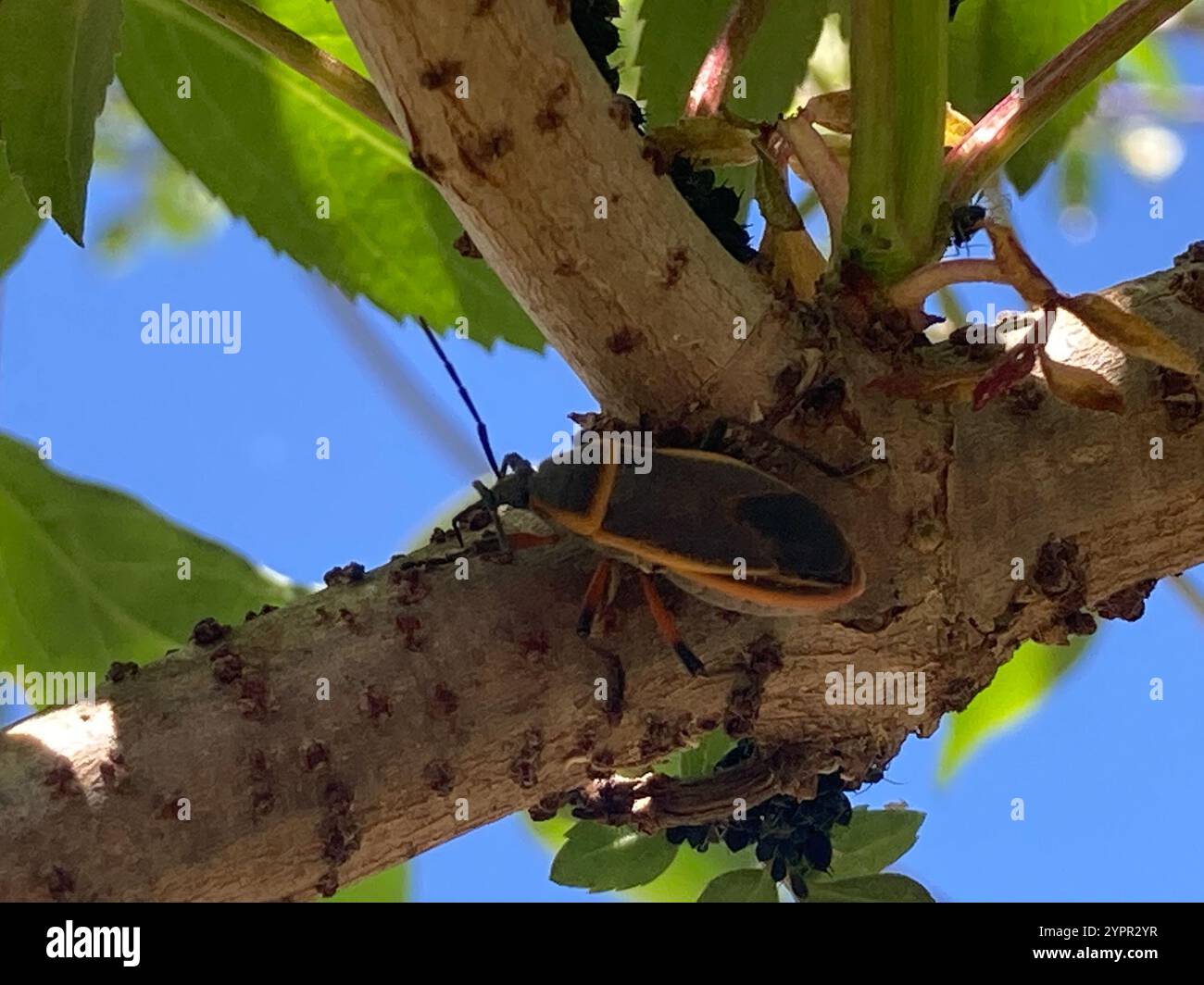 Eastern Bordered Plant Bug (Largus succinctus Stock Photo - Alamy