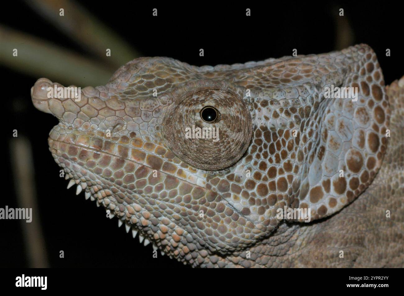 Short horned chameleon hi-res stock photography and images - Alamy