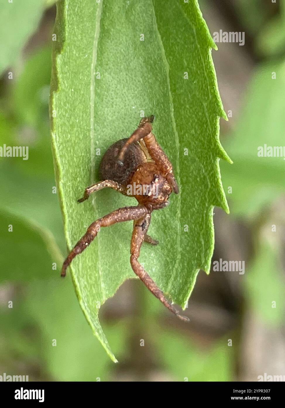 Crab Spiders (Thomisidae Stock Photo - Alamy