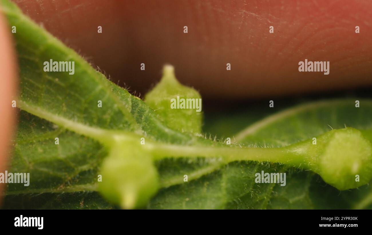 Hackberry Columnar Stem Gall Midge (Celticecis ramicola Stock Photo - Alamy