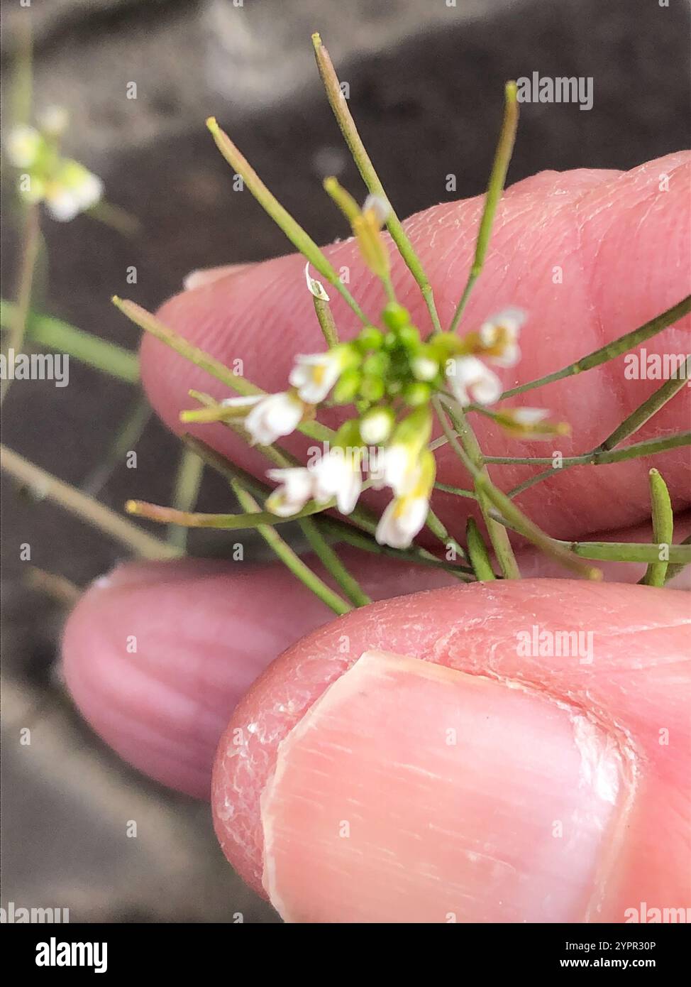 mouse-ear cress (Arabidopsis thaliana Stock Photo - Alamy
