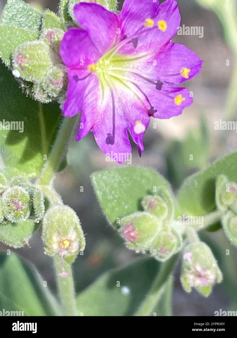 Wishbone Bush (Mirabilis laevis Stock Photo - Alamy