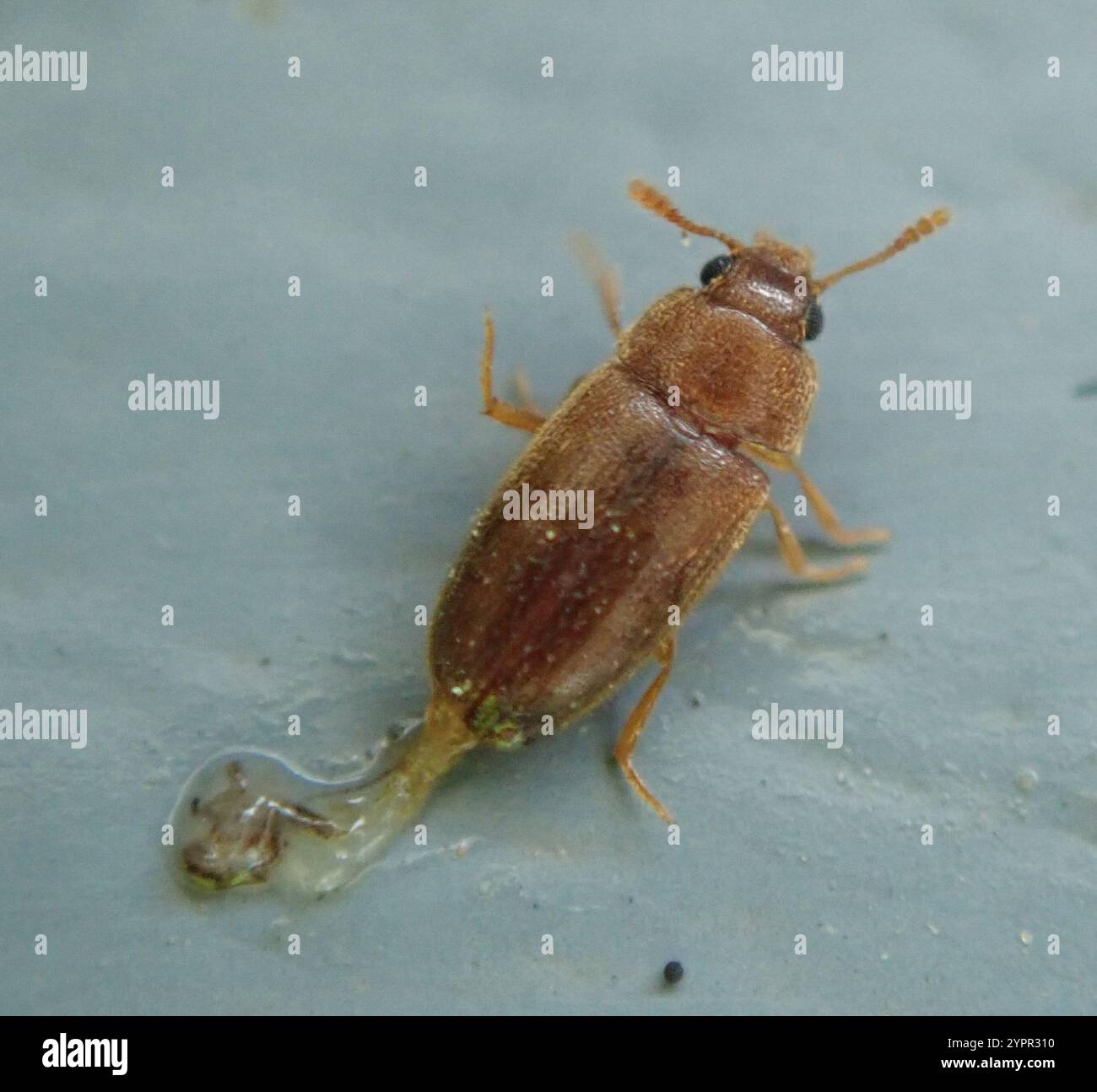 Cryptophagus hi-res stock photography and images - Alamy