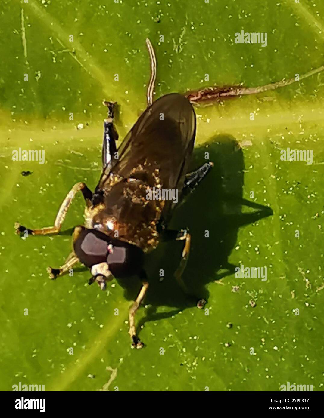 Orange-belted Leafwalker (Xylota segnis Stock Photo - Alamy