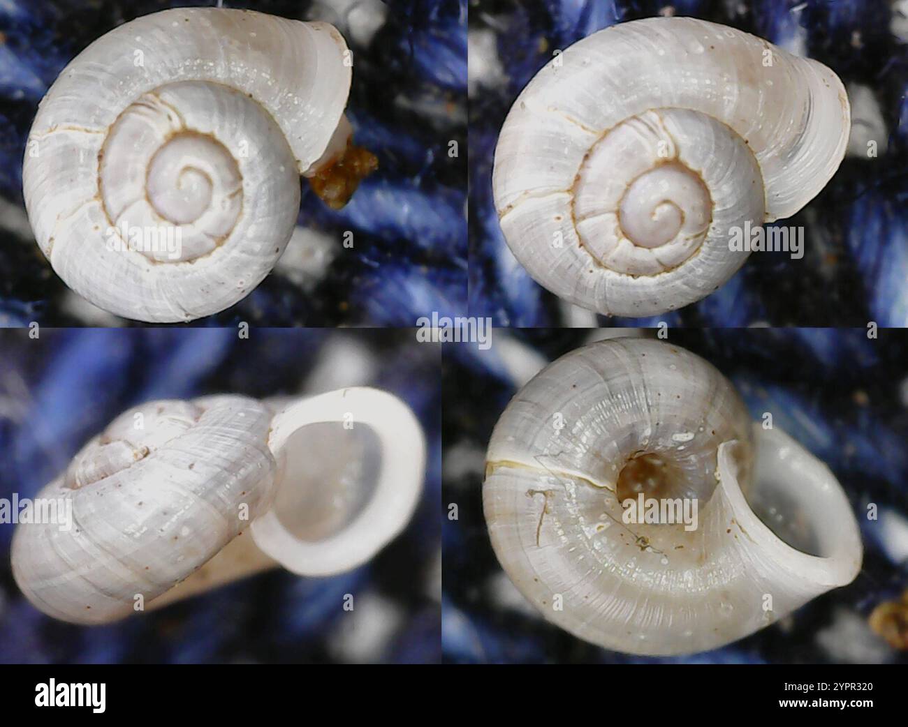 Excentrica hi-res stock photography and images - Alamy