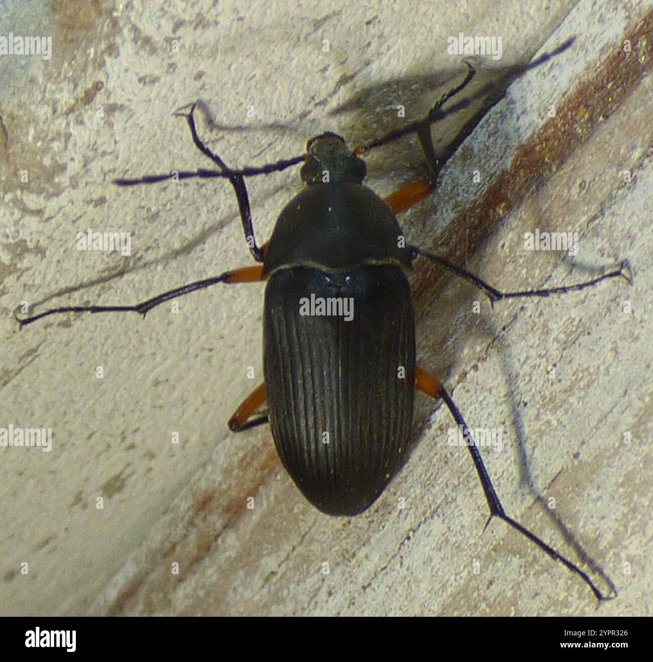 Comb-clawed Darkling Beetles (Alleculinae Stock Photo - Alamy