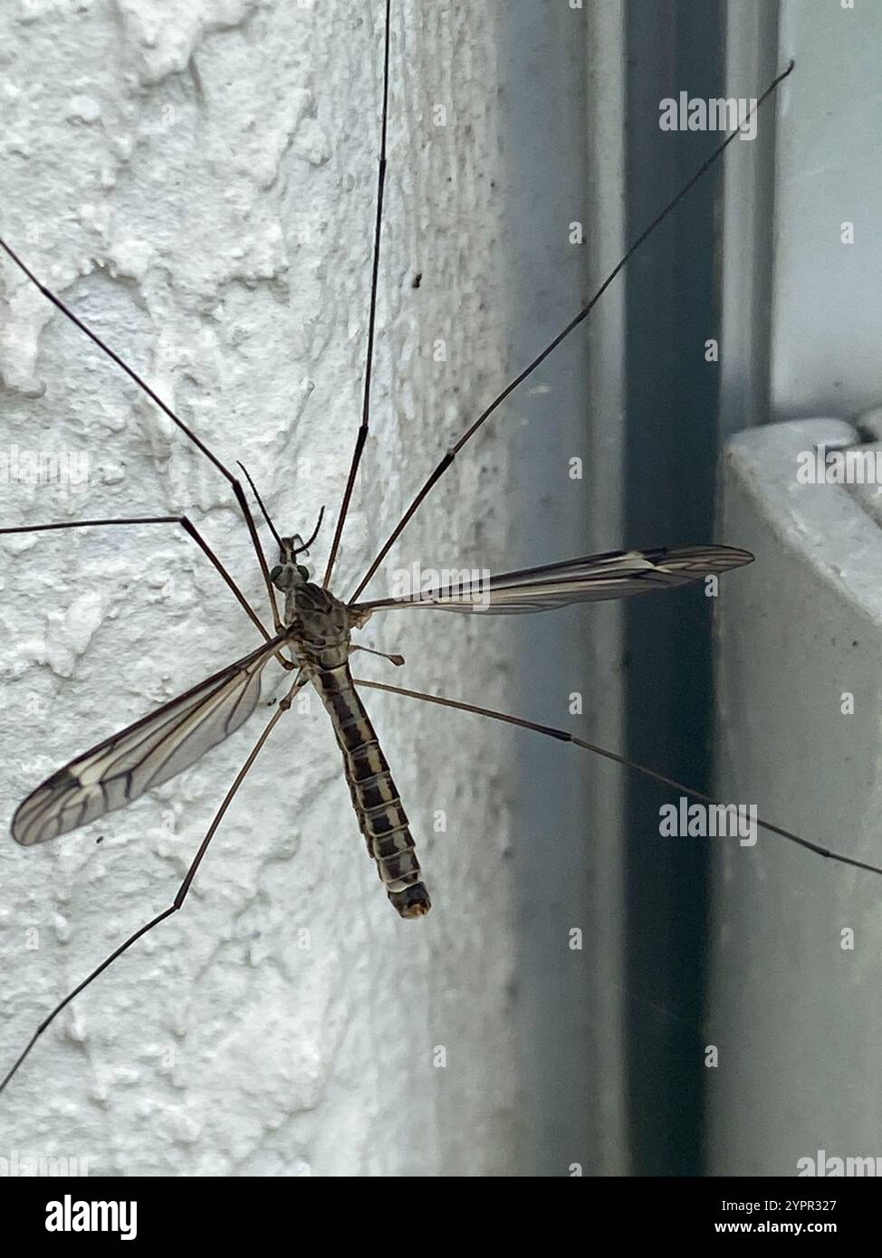 European Crane Fly (Tipula paludosa Stock Photo - Alamy