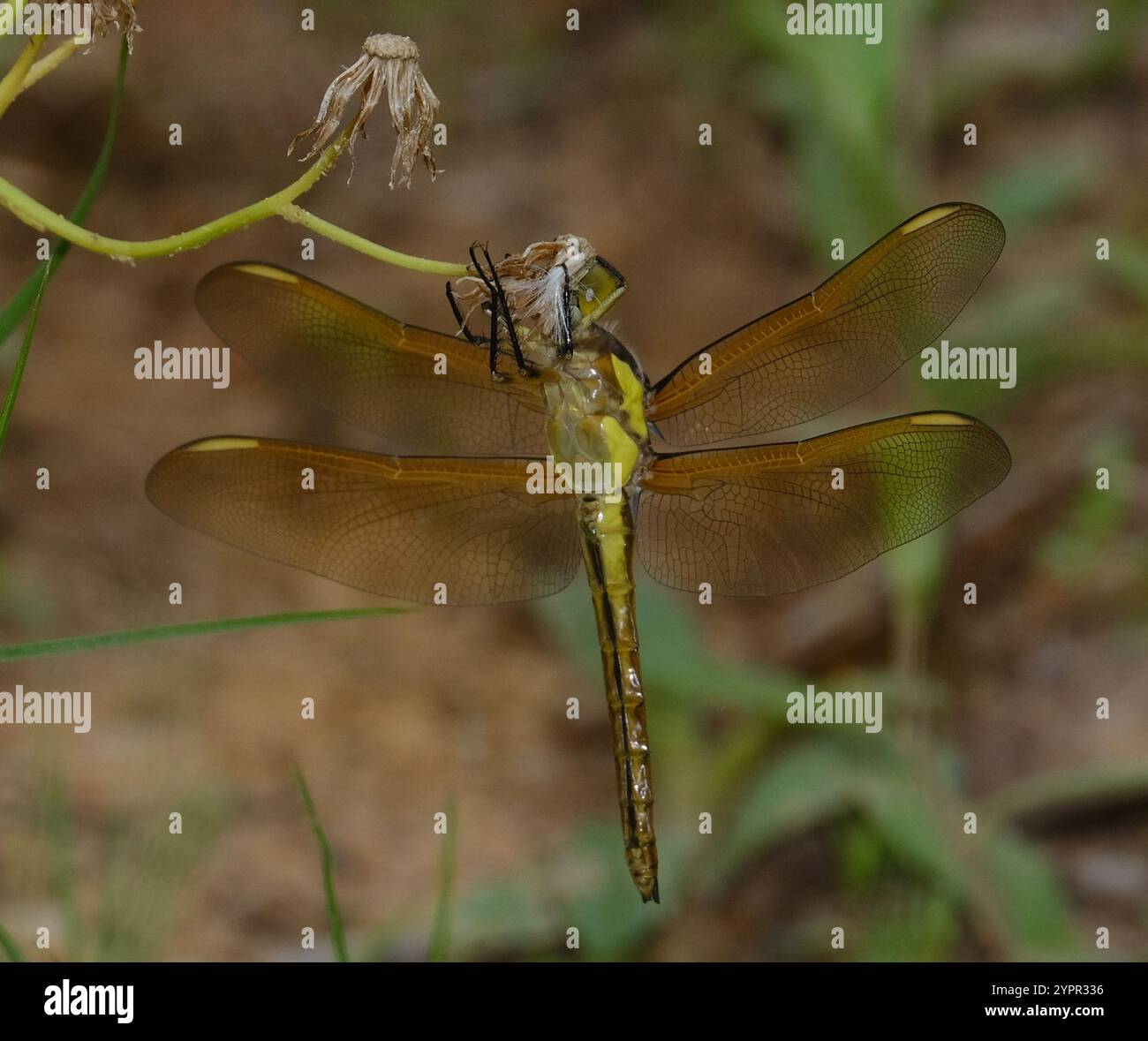 Yellow-sided Skimmer (Libellula flavida Stock Photo - Alamy