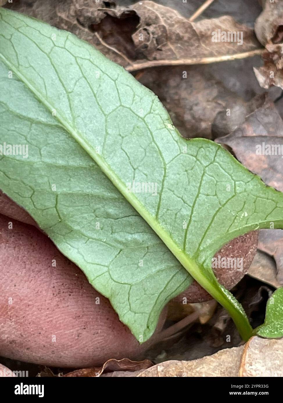 lion's foot rattlesnake root (Nabalus serpentarius Stock Photo - Alamy