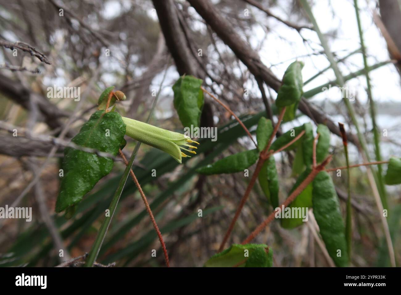 Common Correa (Correa reflexa Stock Photo - Alamy