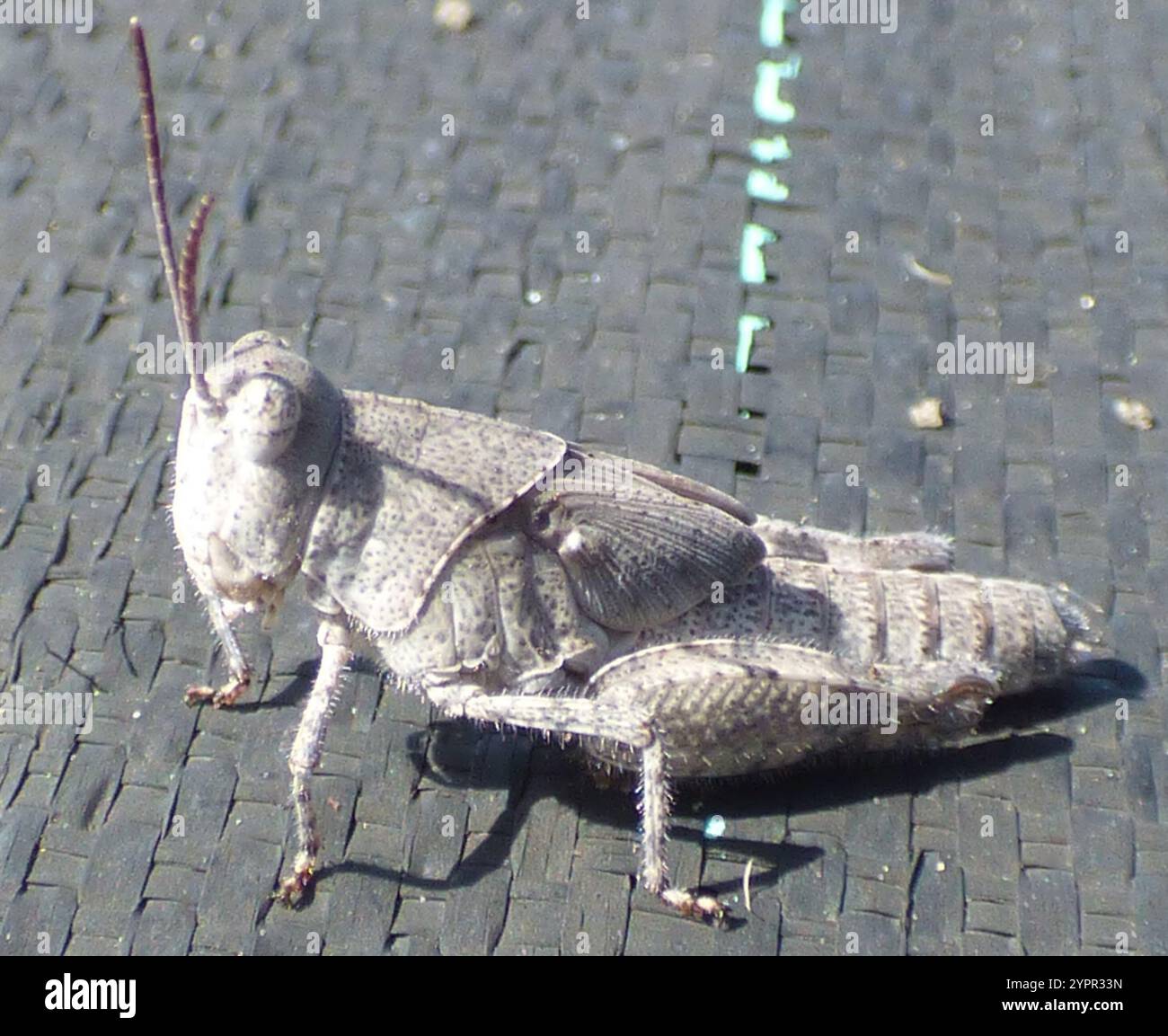 Spharagemon hi-res stock photography and images - Alamy
