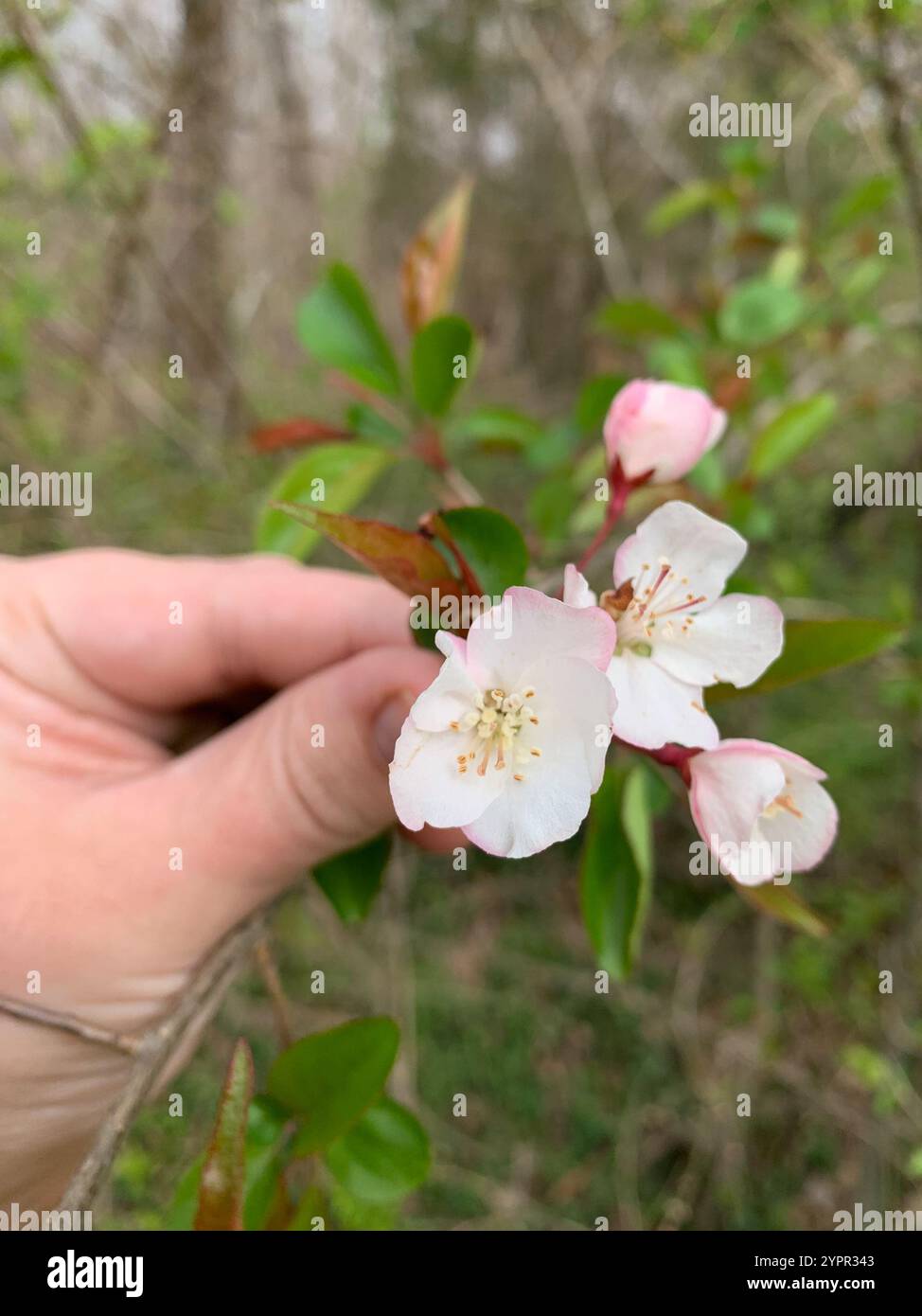 sweet crabapple (Malus coronaria Stock Photo - Alamy