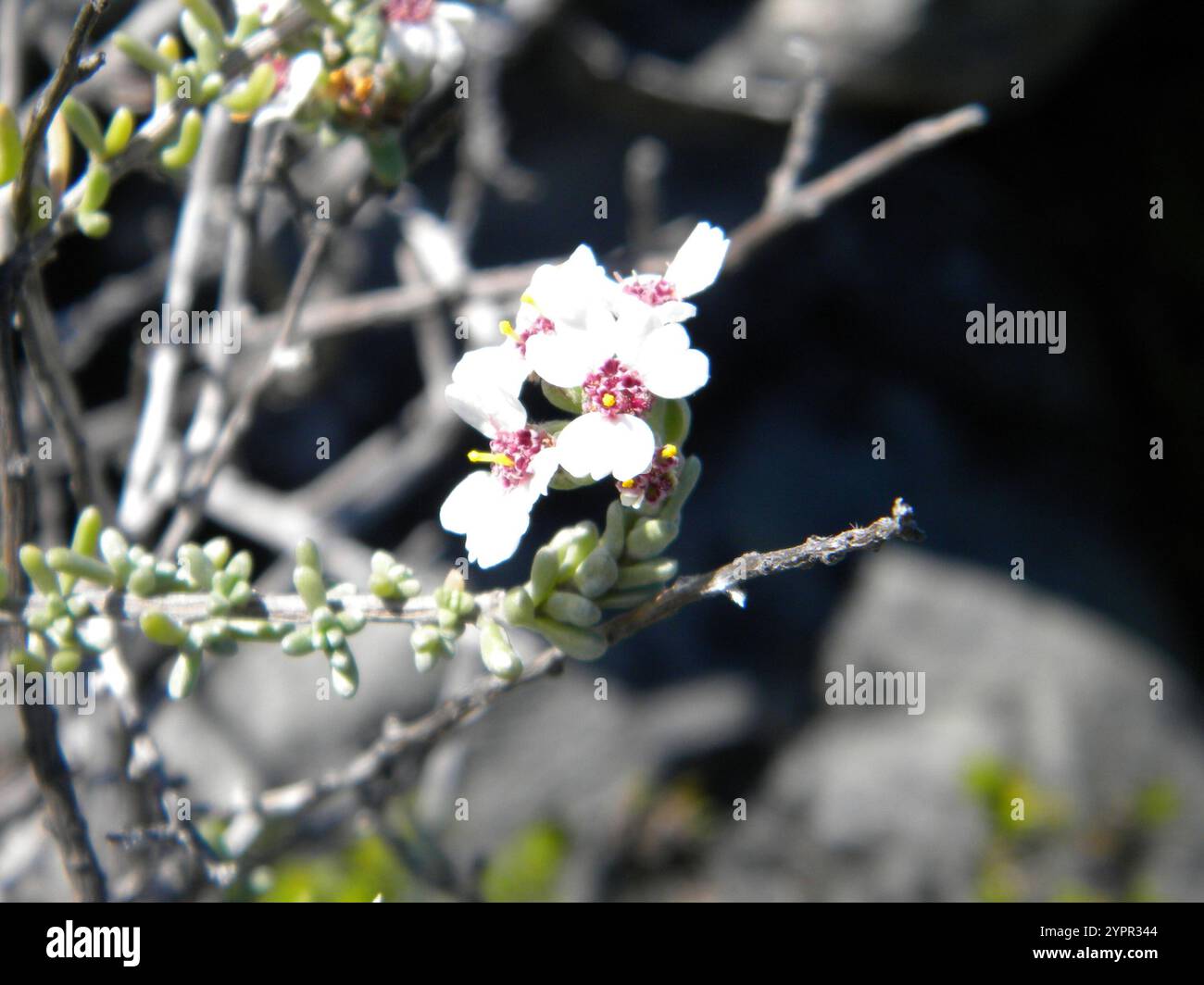 Cape Snow Bush (Eriocephalus africanus Stock Photo - Alamy