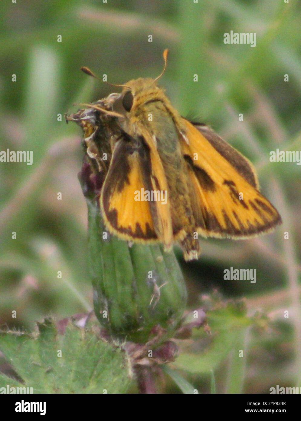 Fiery Skipper (Hylephila phyleus Stock Photo - Alamy