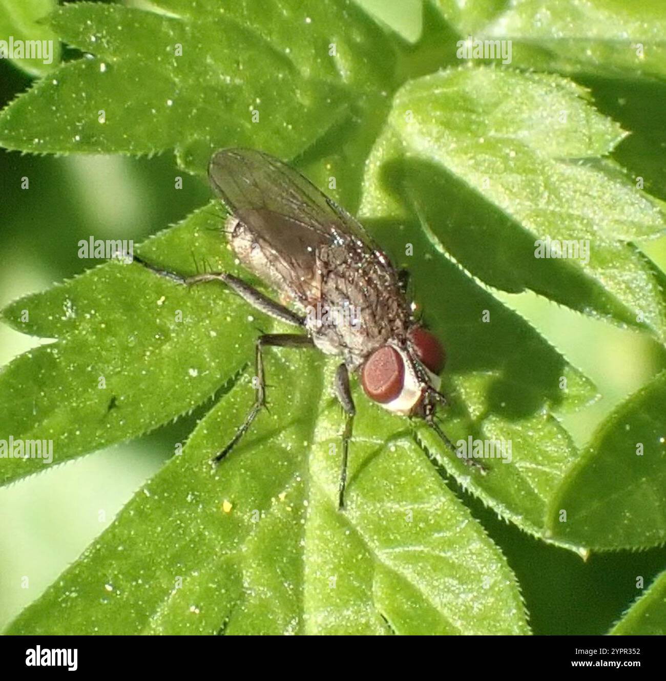 Root-maggot Flies (Anthomyiidae Stock Photo - Alamy