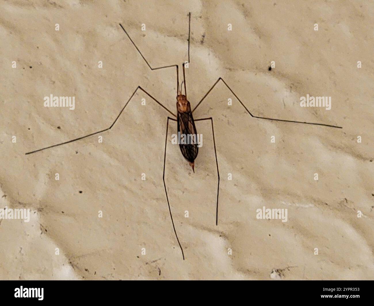 Crane Flies (Tipulomorpha Stock Photo - Alamy