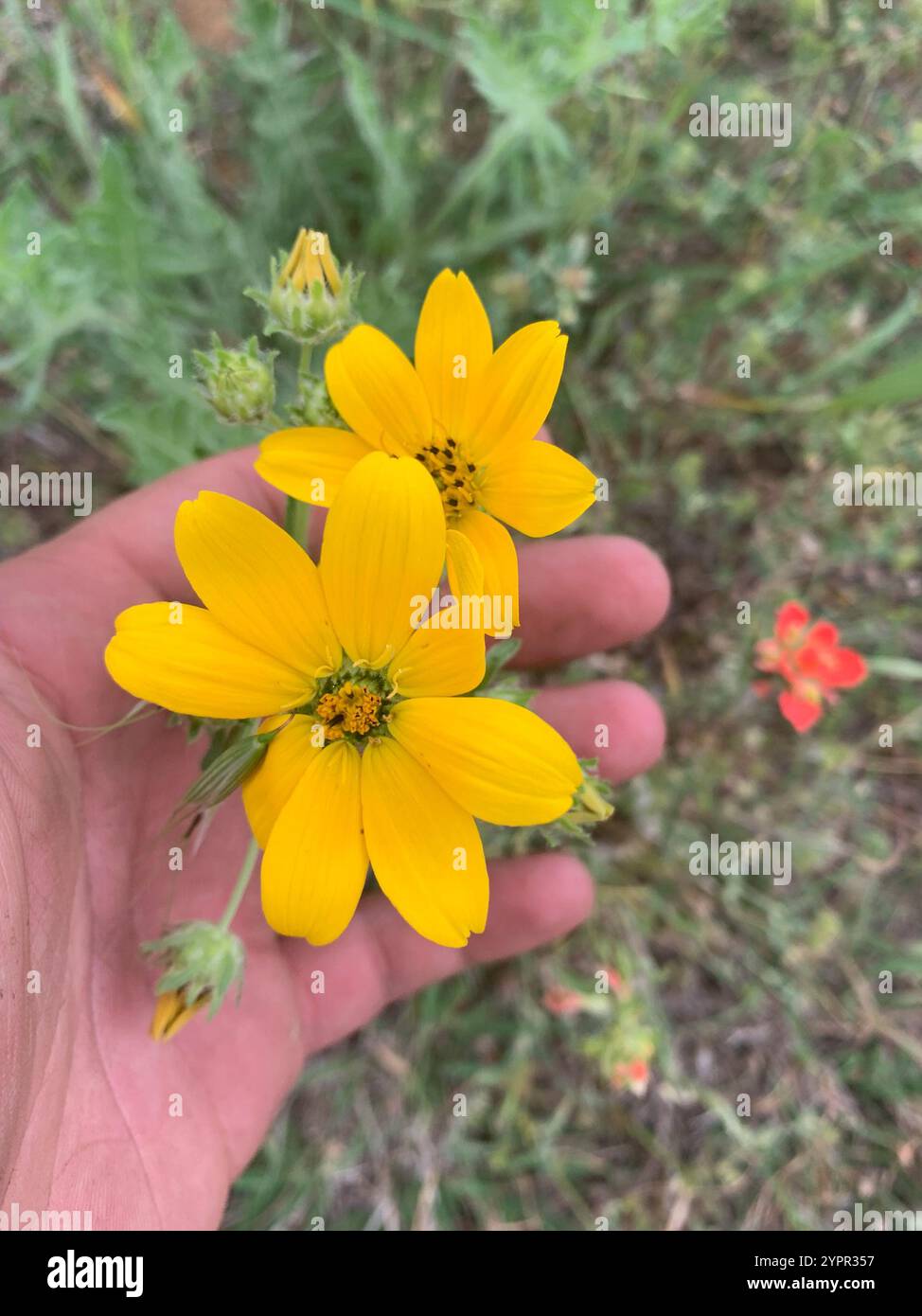 Engelmann daisy (Engelmannia peristenia Stock Photo - Alamy