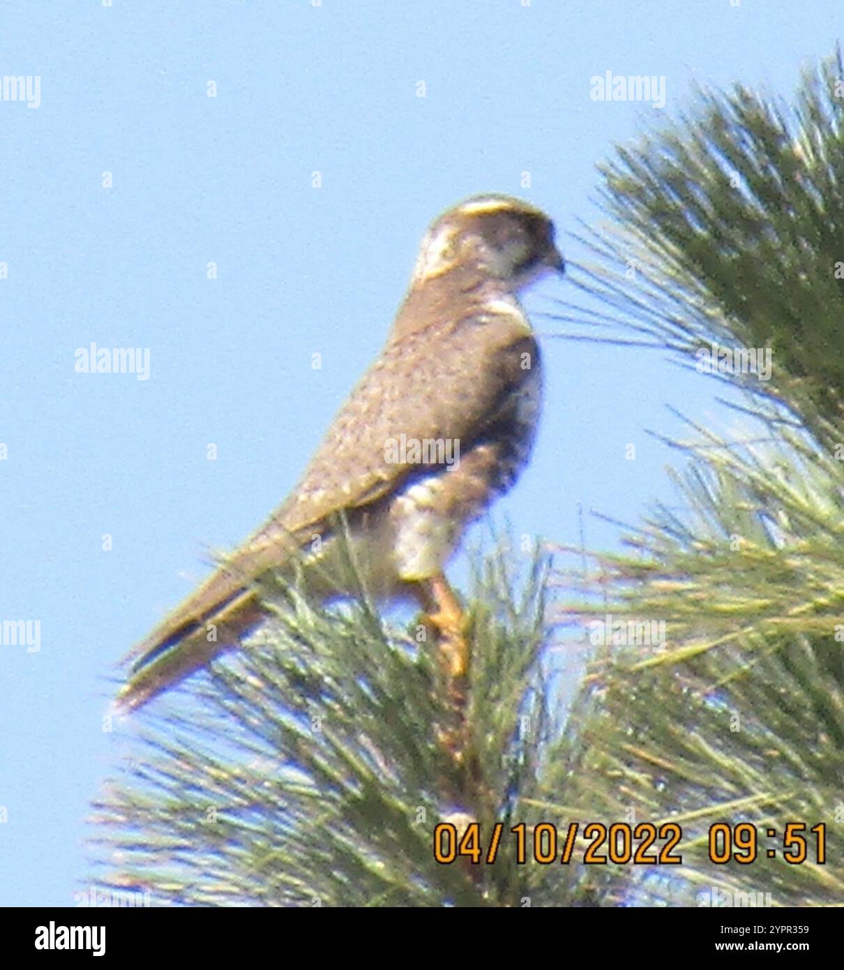 Prairie Falcon (Falco mexicanus Stock Photo - Alamy