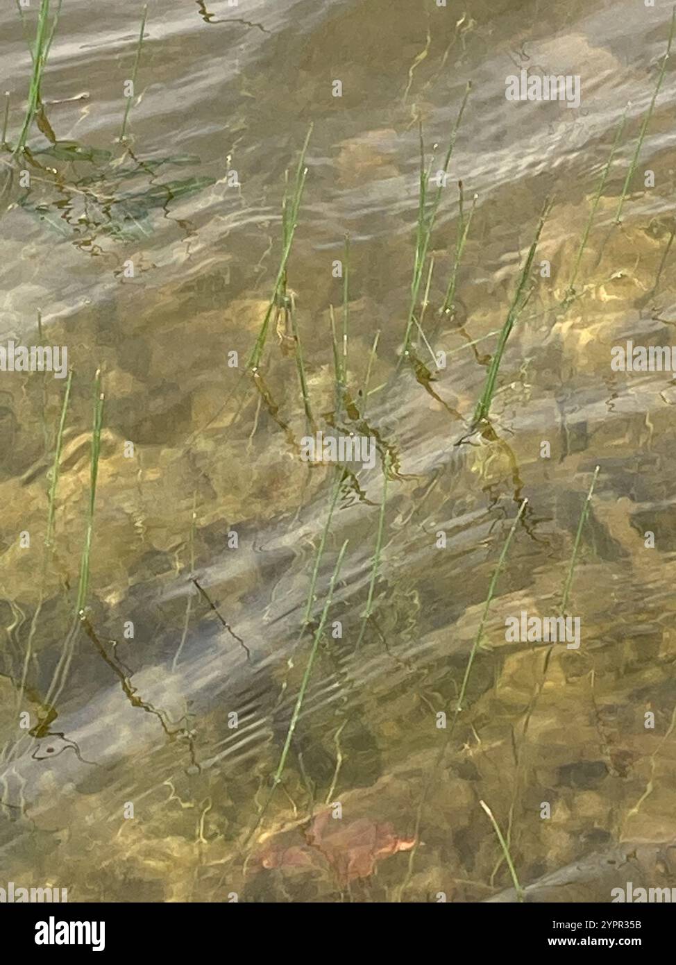 common spikerush (Eleocharis palustris Stock Photo - Alamy