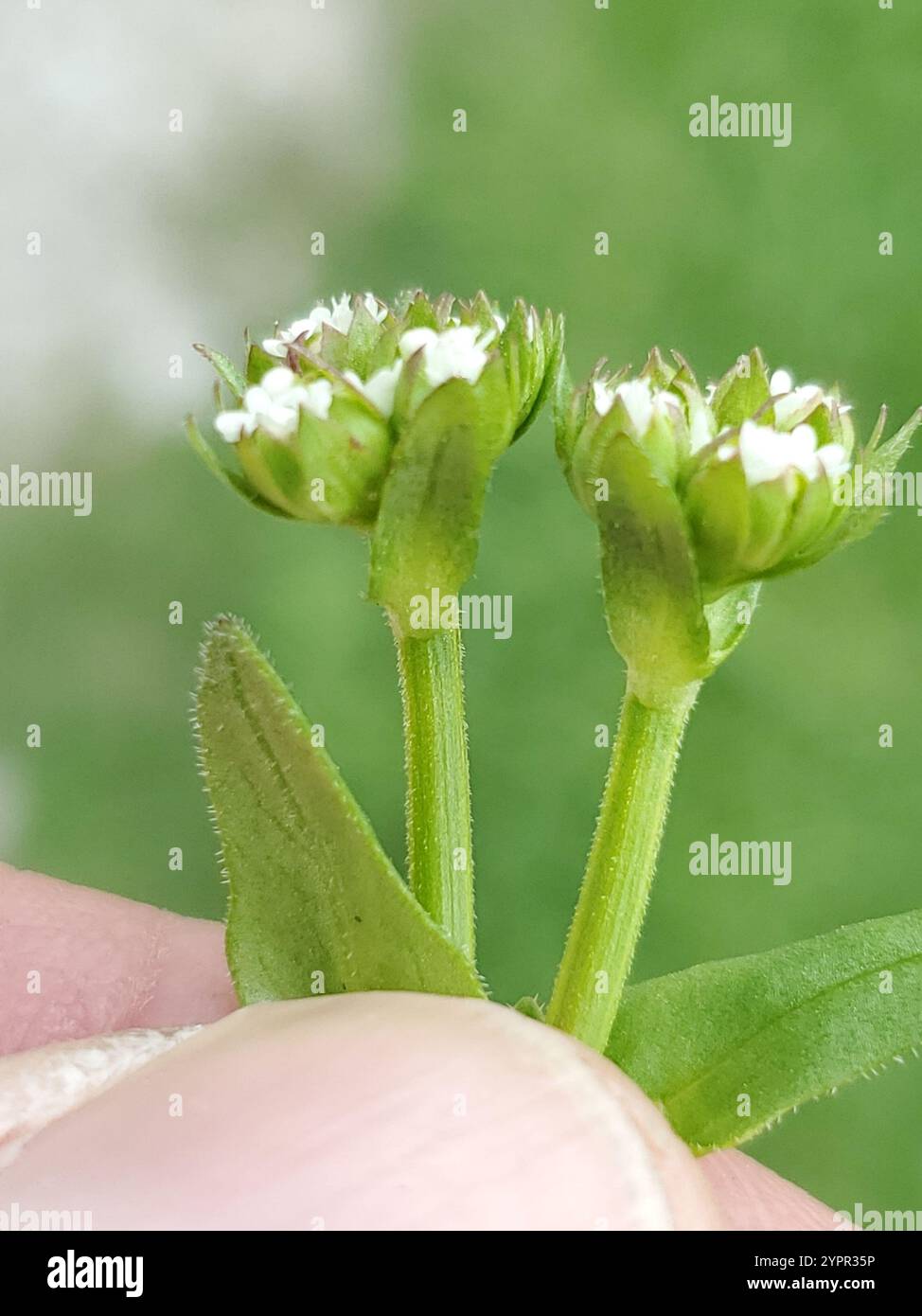 beaked cornsalad (Valerianella radiata Stock Photo - Alamy