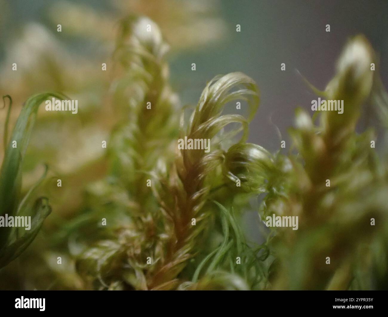 Sickle-leaved Hook-moss (Sanionia uncinata Stock Photo - Alamy