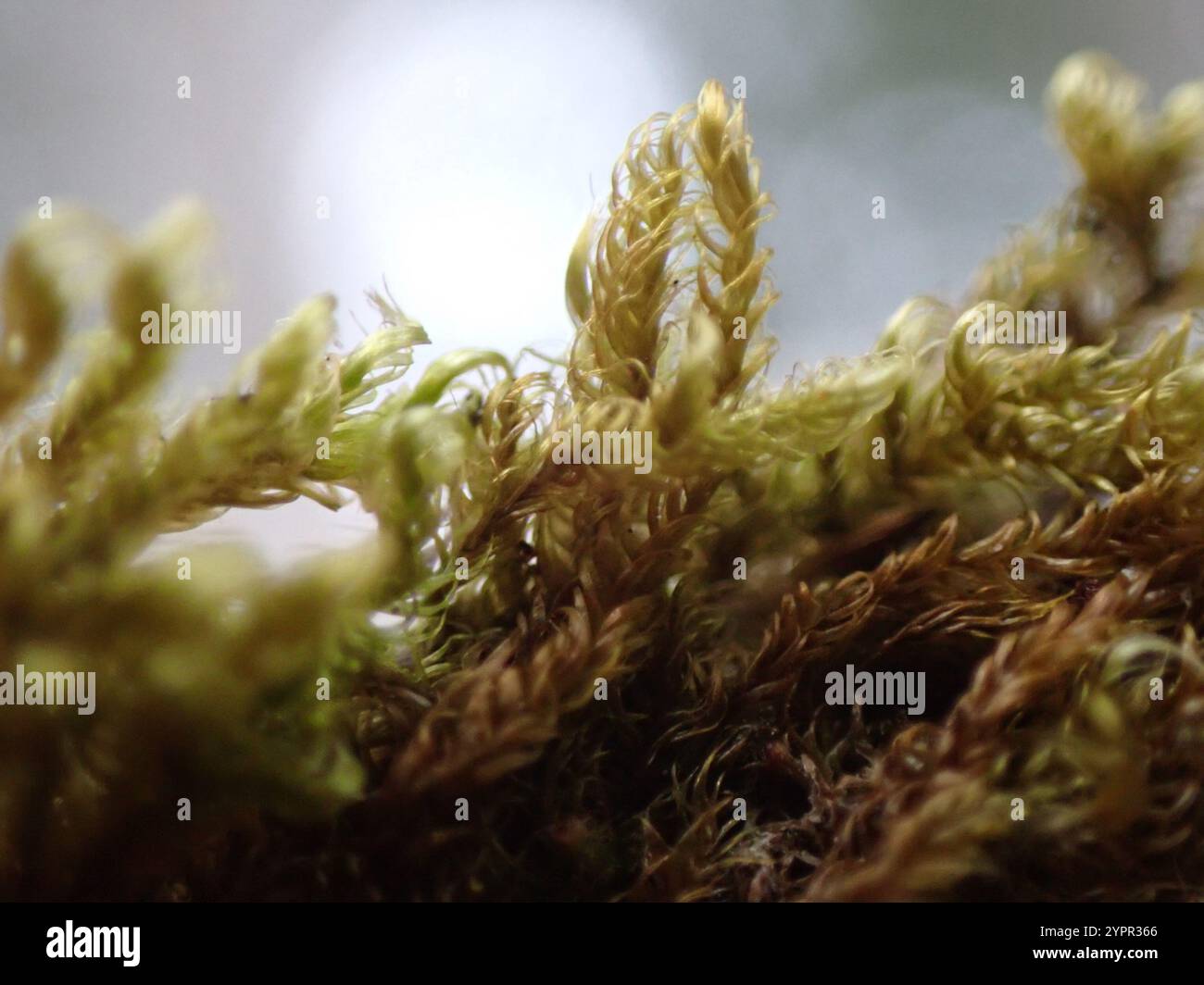 Sickle-leaved Hook-moss (Sanionia uncinata Stock Photo - Alamy