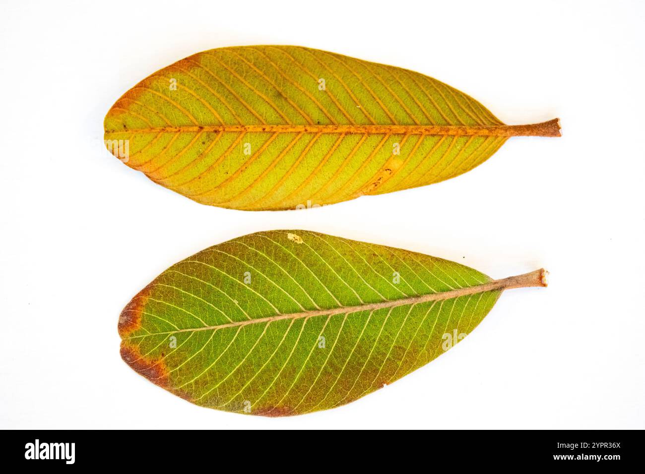 Curriola (Pouteria ramiflora) wild fruit from the Brazilian cerrado ...