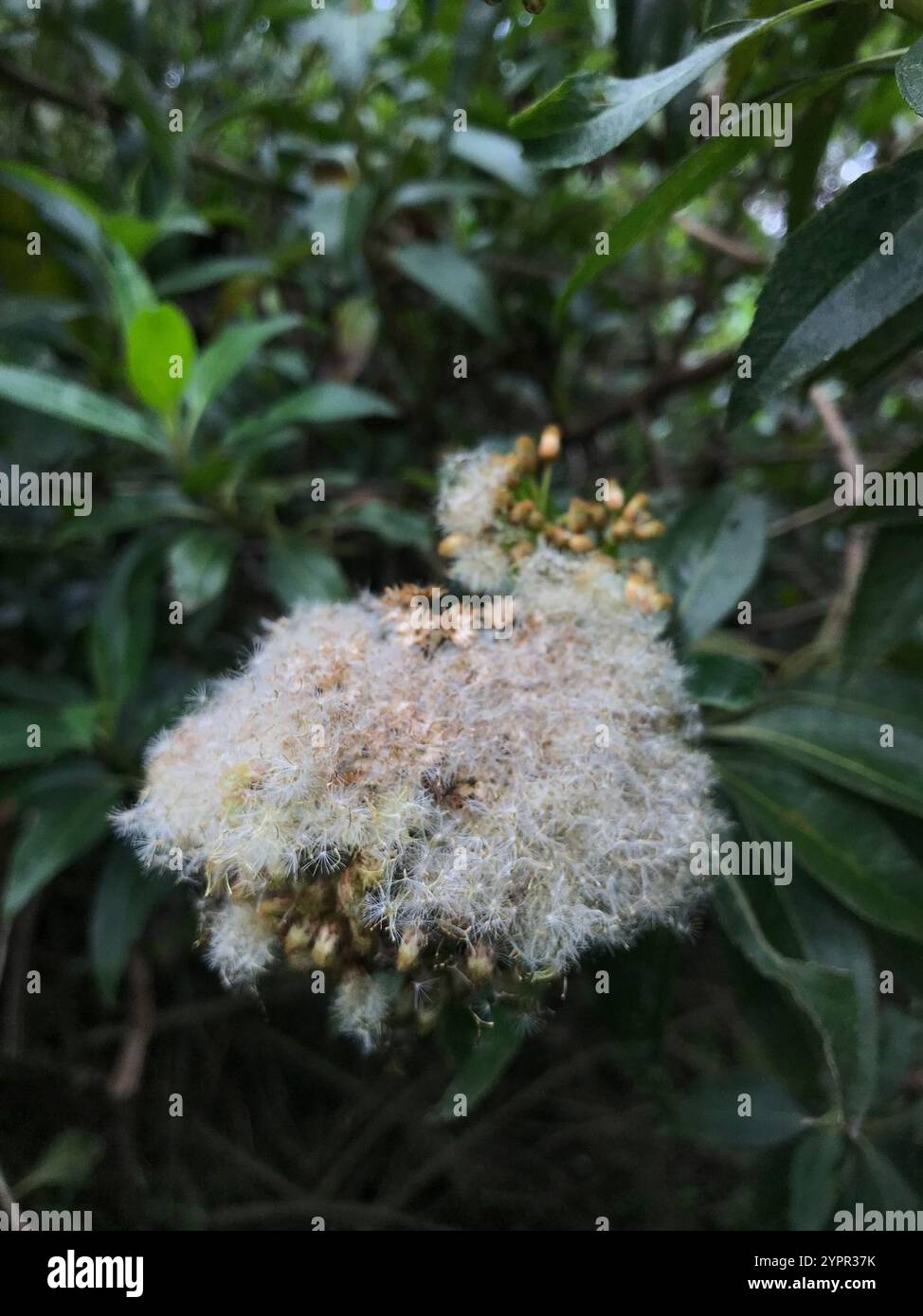 Chilca (Baccharis latifolia Stock Photo - Alamy