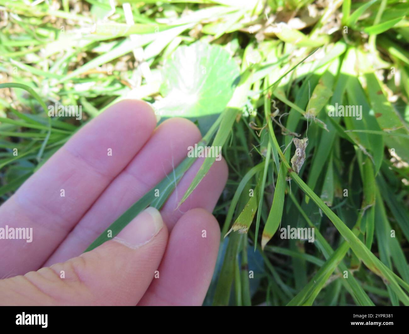 Blue Pigroot (Sisyrinchium micranthum Stock Photo - Alamy